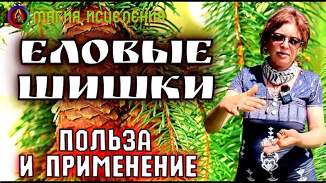 Молодые еловые шишки, польза и применение | Сосновые шишки для здоровья ...