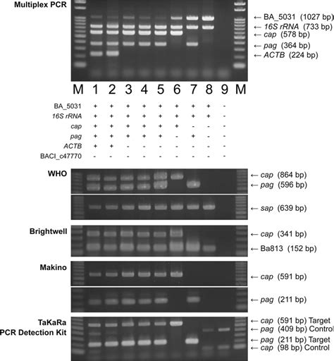 Comparison Of The Specificity Of Multiplex Pcr And Those Of Existing Download Scientific