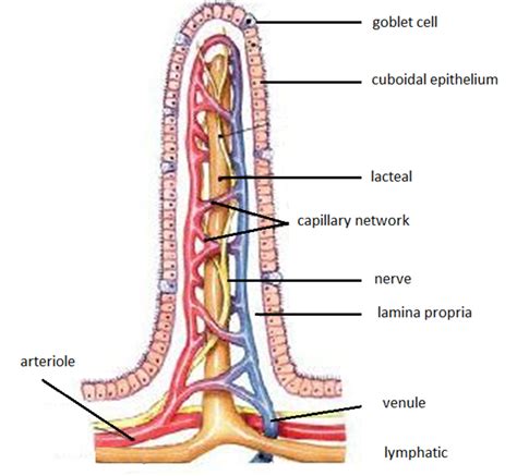 Villi Diagram Quizlet