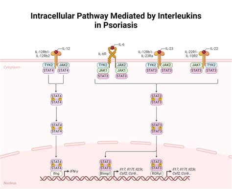 Intracellular Pathway Mediated By Interleukins In Psoriasis Biorender