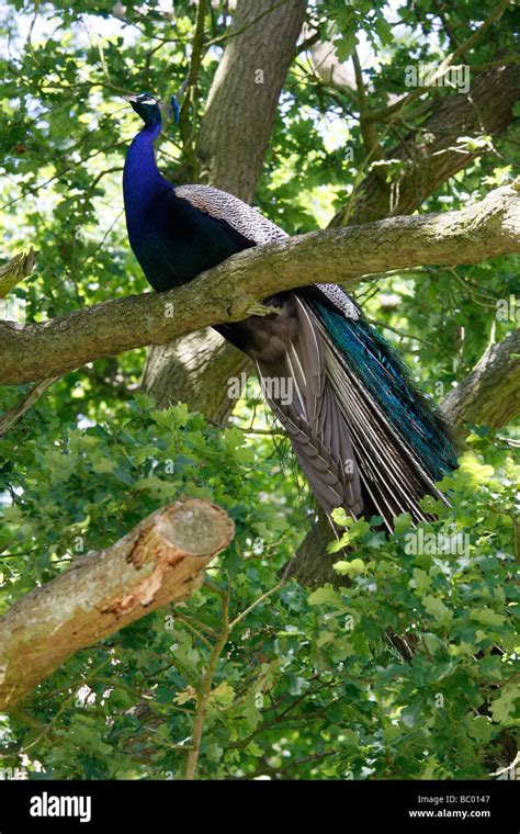 Male Indian Peafowl Or Peacock Pavo Cristatus Roosting In A Tree Stock