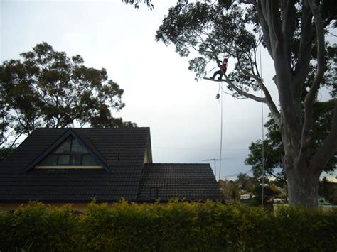 Tree Services Sydney North Shore Gallery