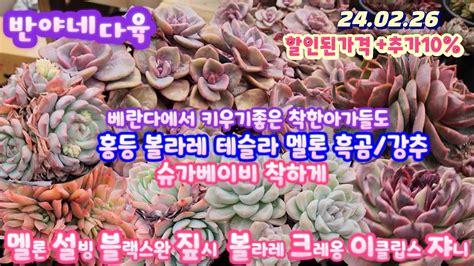 반야네다육3세일가추가10할인2포트5천짤부터 베란다에서 키우기좋은사이즈 블랙스완설빙홍등 흑곰금이클립스젤리짚시크레옹