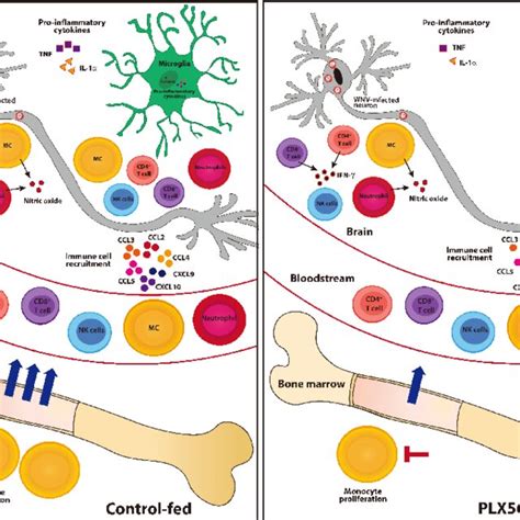 Plx5622 Inhibits Bone Marrow Monocyte Production Reducing