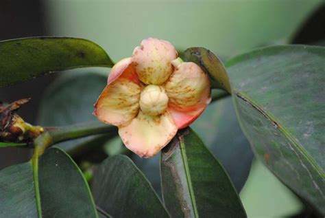 Buah Manggis Yang Masam Manis Dan Tanpa Biji Buah Manggis Yang Masam Manis Dan Tanpa Biji