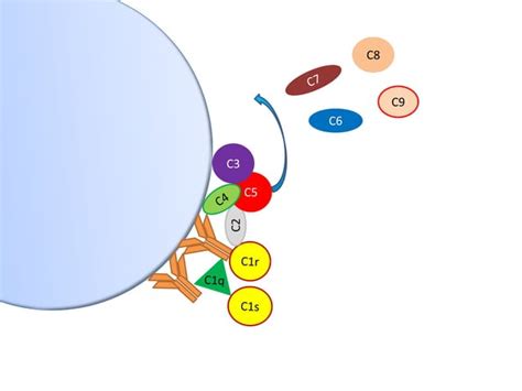 Complement Cascade Pptx