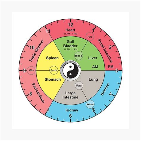Chinese Medicine Meridian Body Organ Clock Acupuncture Photographic Print For Sale By