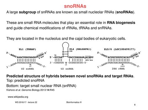 V22 Involvement Of Micrornas In Grns Ppt Download