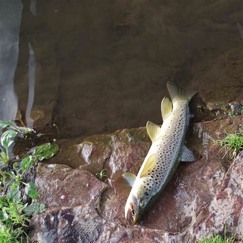 Brown Trout Imgur