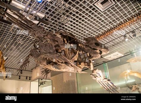 The Archelon In Global Gallery National Museum Of Nature And Science An Extinct Marine Turtle