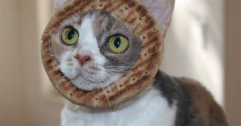 Cat Breading My Cat Is More Of A Pita Imgur