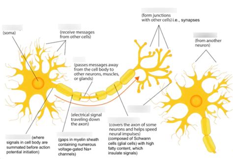 Diagram Of Neuron Structure Quizlet Diagram Of Neuron Structure Quizlet