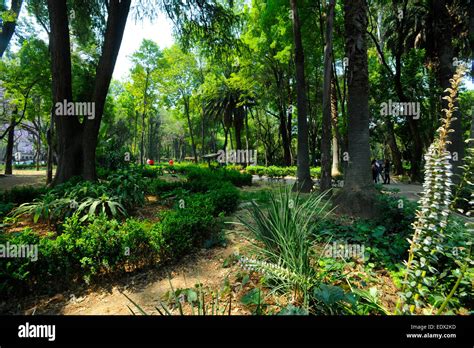 Parque Mexico Mexico Park In The La Condesa Neighborhood Of Mexico