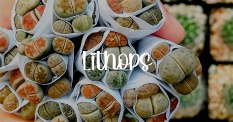 Lithops Understanding The Unique Features And Care Requirements And 4