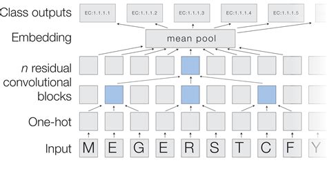 Protein Function Neural Network At Jeanette Upshaw Blog