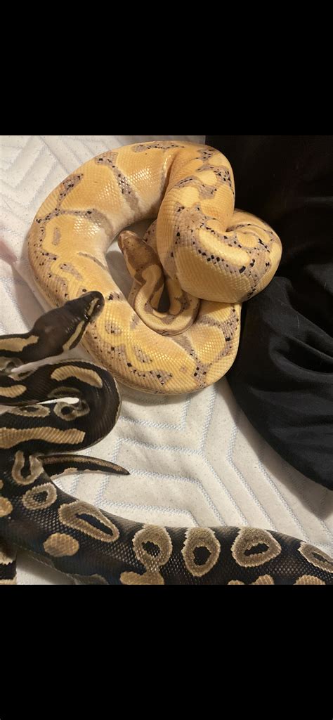 Morph Identification Banana Ball Pythons MorphMarket Reptile Community