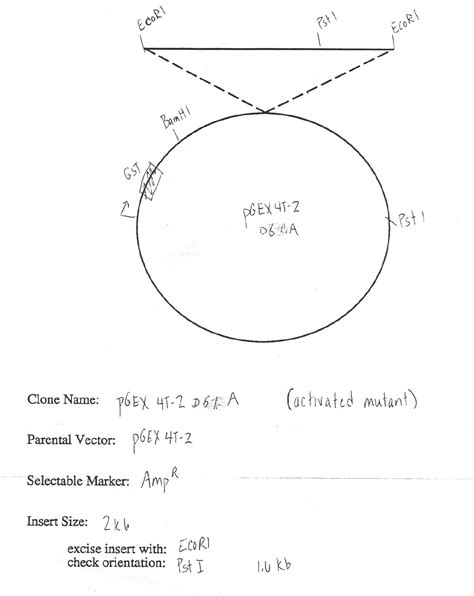 Addgene PGEX T SHP D A