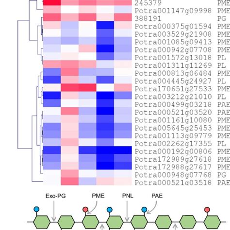 Time Course Rna Seq Expression Profile Of The Potential Candidate