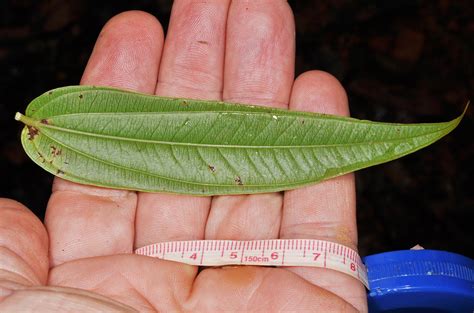 Stenomeris Plant1 Dioscoreaceae