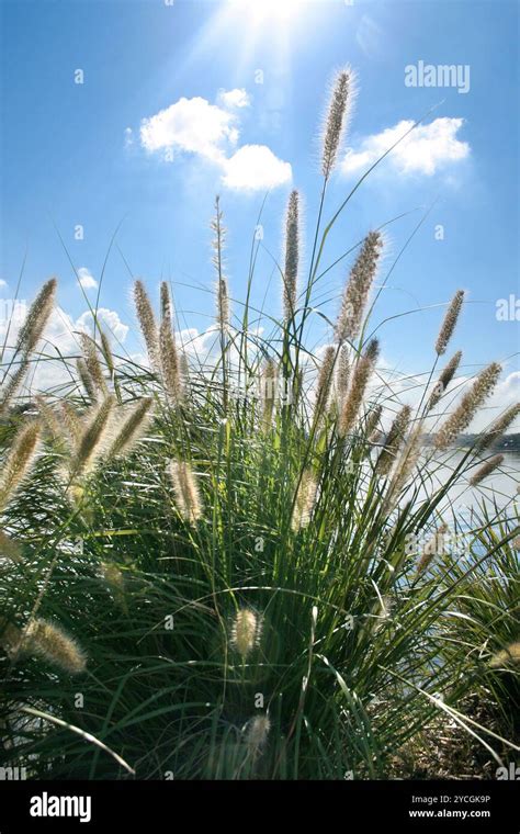 Tufted Ornamental Flowering Grasses Soak Up The Autumn Sunshine