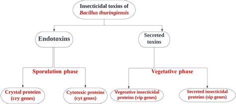 Insecticidal Toxins Produced By Bacillus Thuringiensis During Various Download Scientific