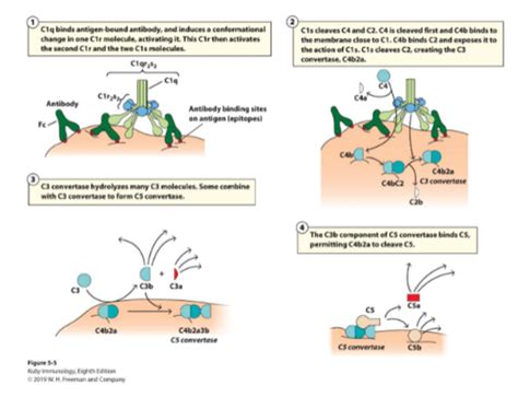Complement System Flashcards Quizlet