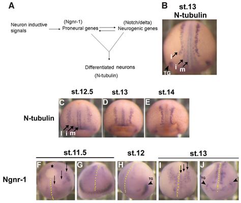 In Situ Hybridization Of Neural Markers In Normal X Tropicalis Download Scientific Diagram