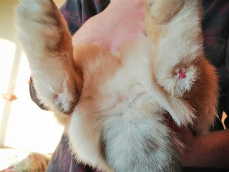 Pododermatitis En Conejos Guía Completa Mundo Conejo