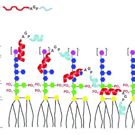 A Proposed Model Of Interaction Of The Designed Peptide With Lps The Download Scientific