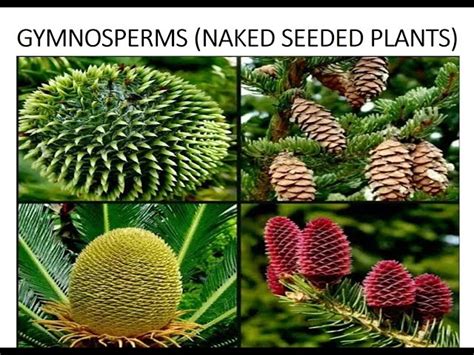 Gymnosperms Seeds