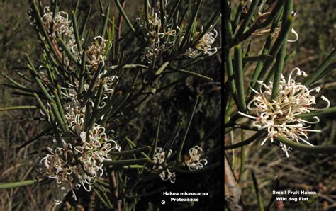 Small Fruited Hakea Wt Landcare Group