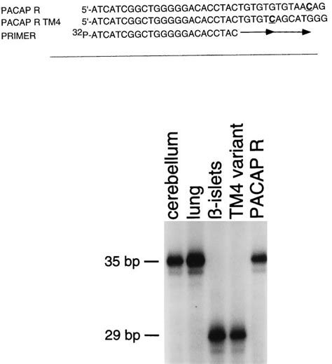 Primer Extension Analysis To Identify Transcripts Encoding Pacapr And Download Scientific