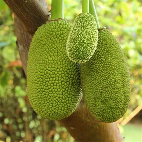 Jack Fruit Super Naturales
