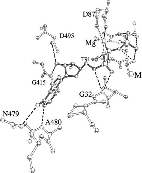 Skeletal Representations Of The Nucleotide Binding Sites The View Is