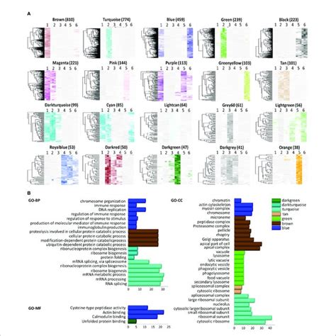 Module Features And Functional Annotation Of Genes In The Modules