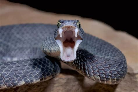Mutant Death Adder With Three Fangs Might Be Most Dangerous Ever After Unusual Find The Mirror