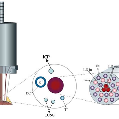 A Schematic Presentation Of The MPA The MPA Includes A Central Light Download Scientific