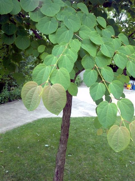 Tree With Heart Shaped Leaves