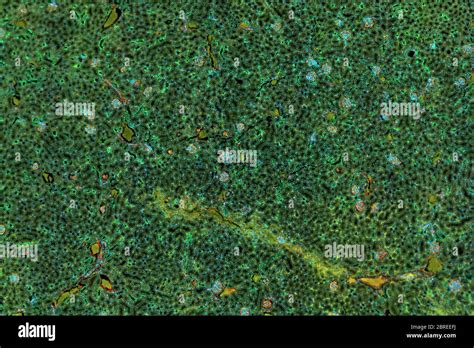 Fluorescently Labeled Histological Slice Of Mouse Brain Tissue Stock