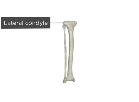 Tibia And Fibula Anatomy And Labeled Diagram Getbodysmart