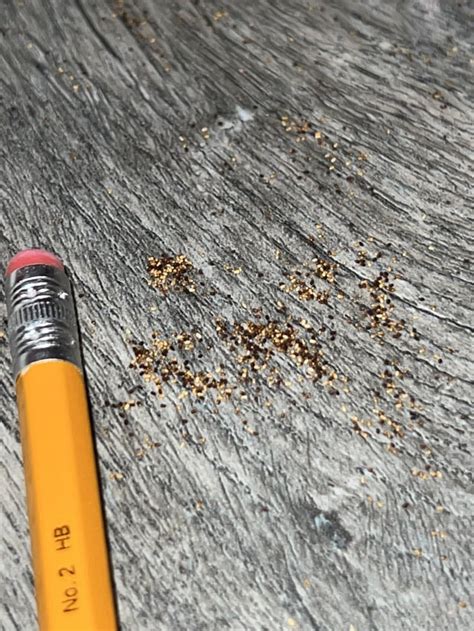 Termite Frass Rtermites