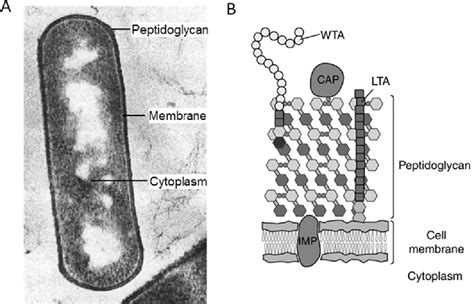 Figure 12 From Bacillus Subtilis Extracytoplasmic Function Sigma Factors Control Antibiotic