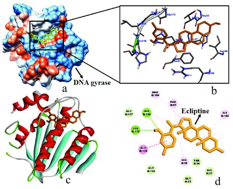 Molecular Docking Interactions A 3d Surface Structure Of Dna Gyrase Download Scientific