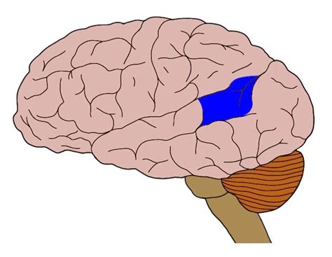 Know Your Brain Wernicke S Area