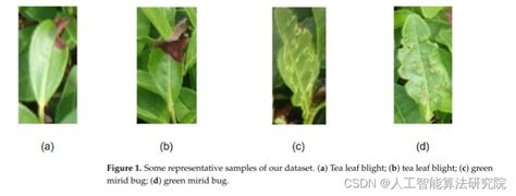 英文论文（sci）解读复现【no12】yolo Tea Yolov5改进的茶叶病害检测模型yolo Tla Csdn博客