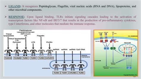 Pathogen Recognition Receptors Prrs And Pathogen Associated Molecular