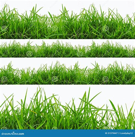 Fresh Spring Green Grass Panorama Isolated On White Background Stock Image Image Of Fresh