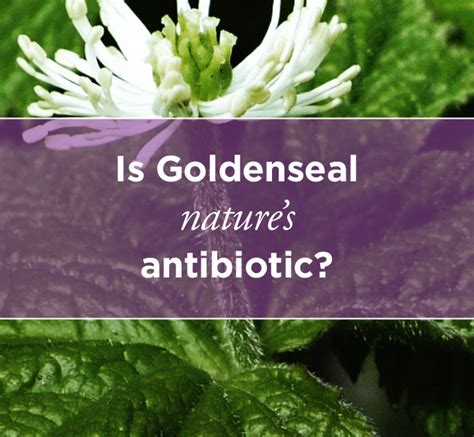 Is Goldenseal the Cure for Everything?