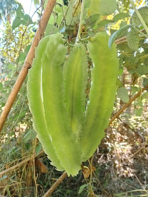 Winged Bean Psophocarpus Free Photo On Pixabay Pixabay