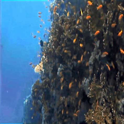 Results Of Underwater Image Enhancement On The T60 Dataset Compared To